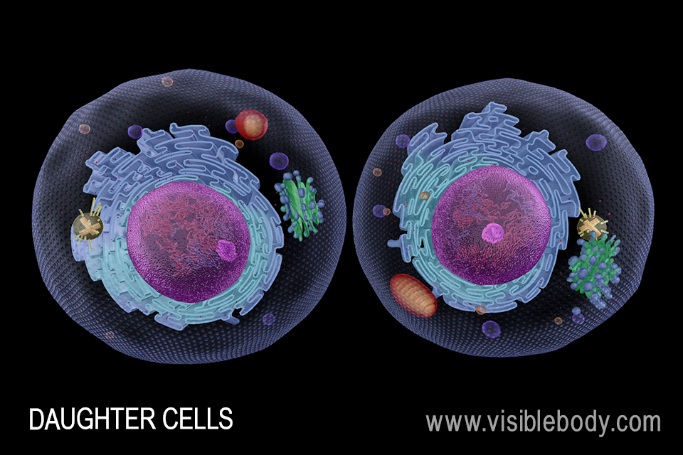 Mitosis Cell Division